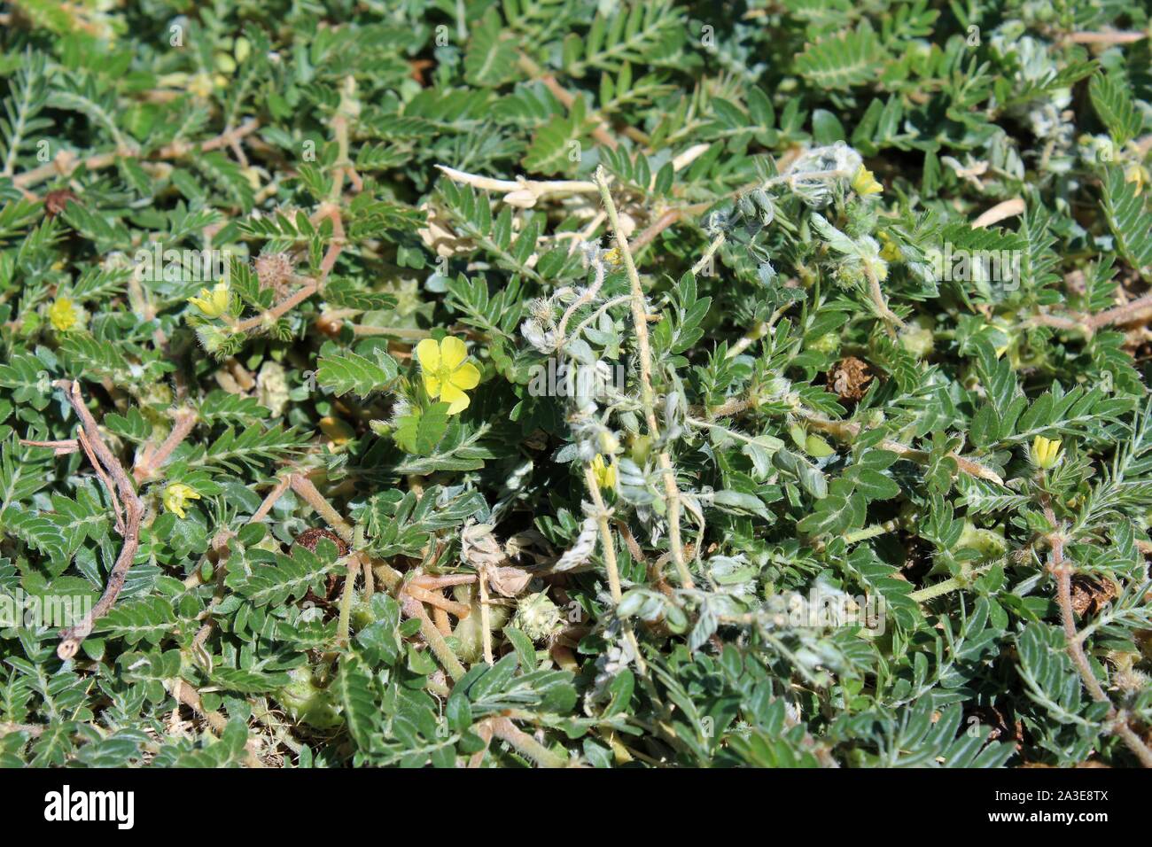 Puncturevine tribulus terrestris hi-res stock photography and images ...
