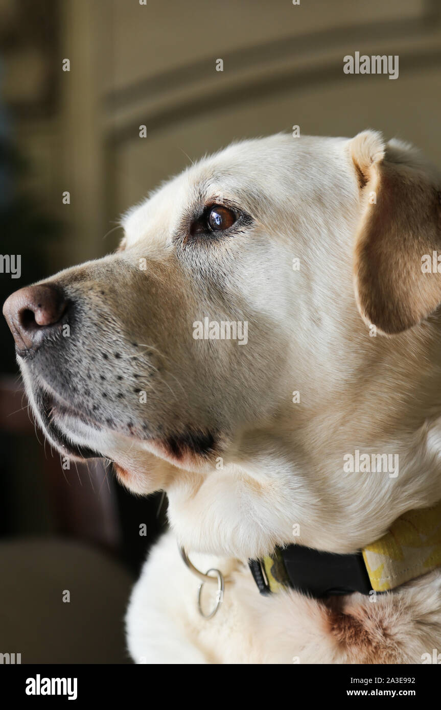 Labrador retriever posing, mature golden labrador dog Stock Photo - Alamy
