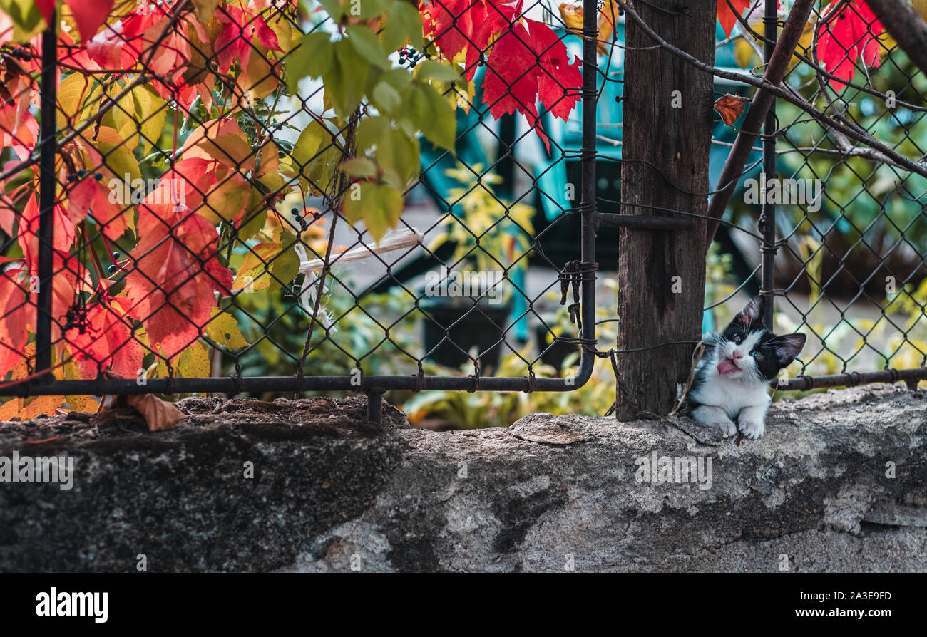 Funny looking cat outdoor surrounded by red leaves Stock Photo - Alamy