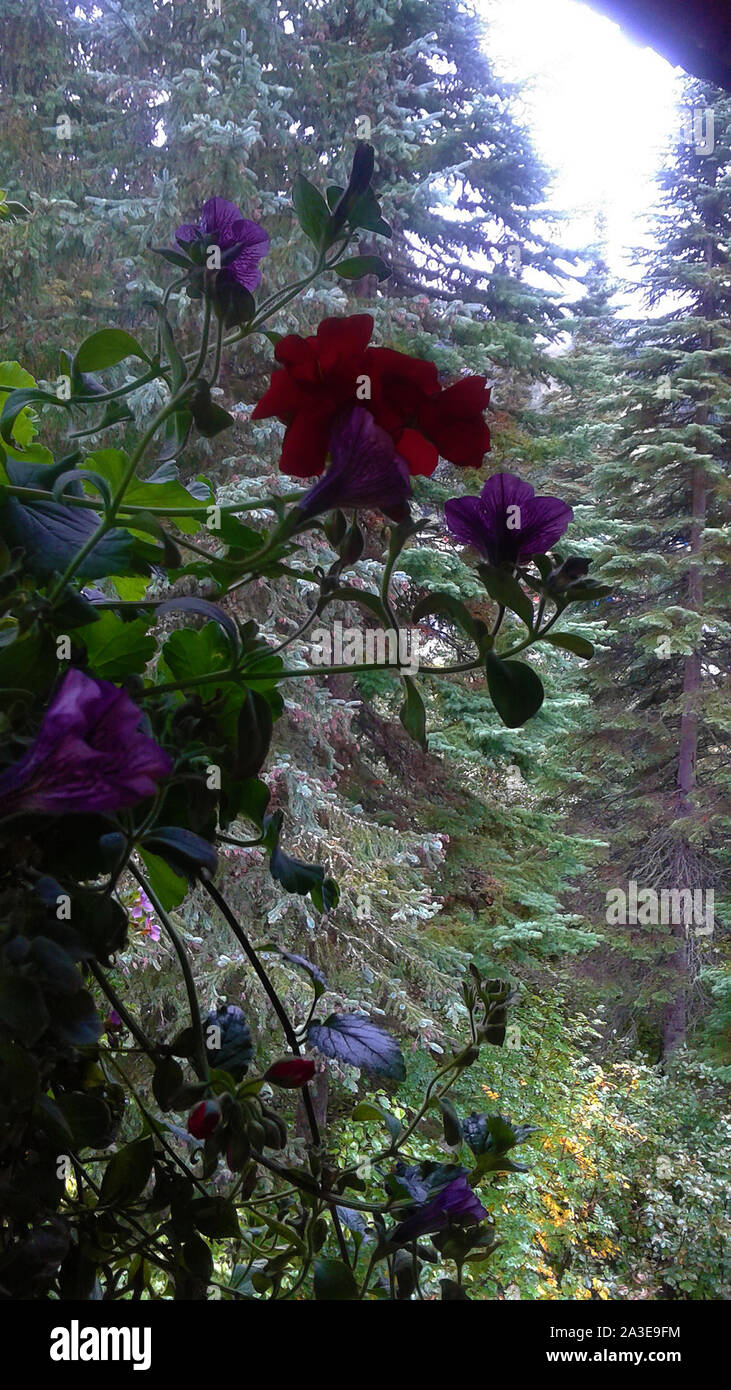 British flowers bouquet hi-res stock photography and images - Alamy