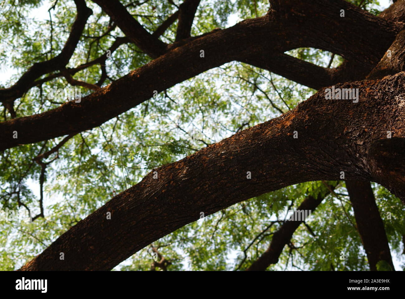 Fresh air forest hi-res stock photography and images - Alamy