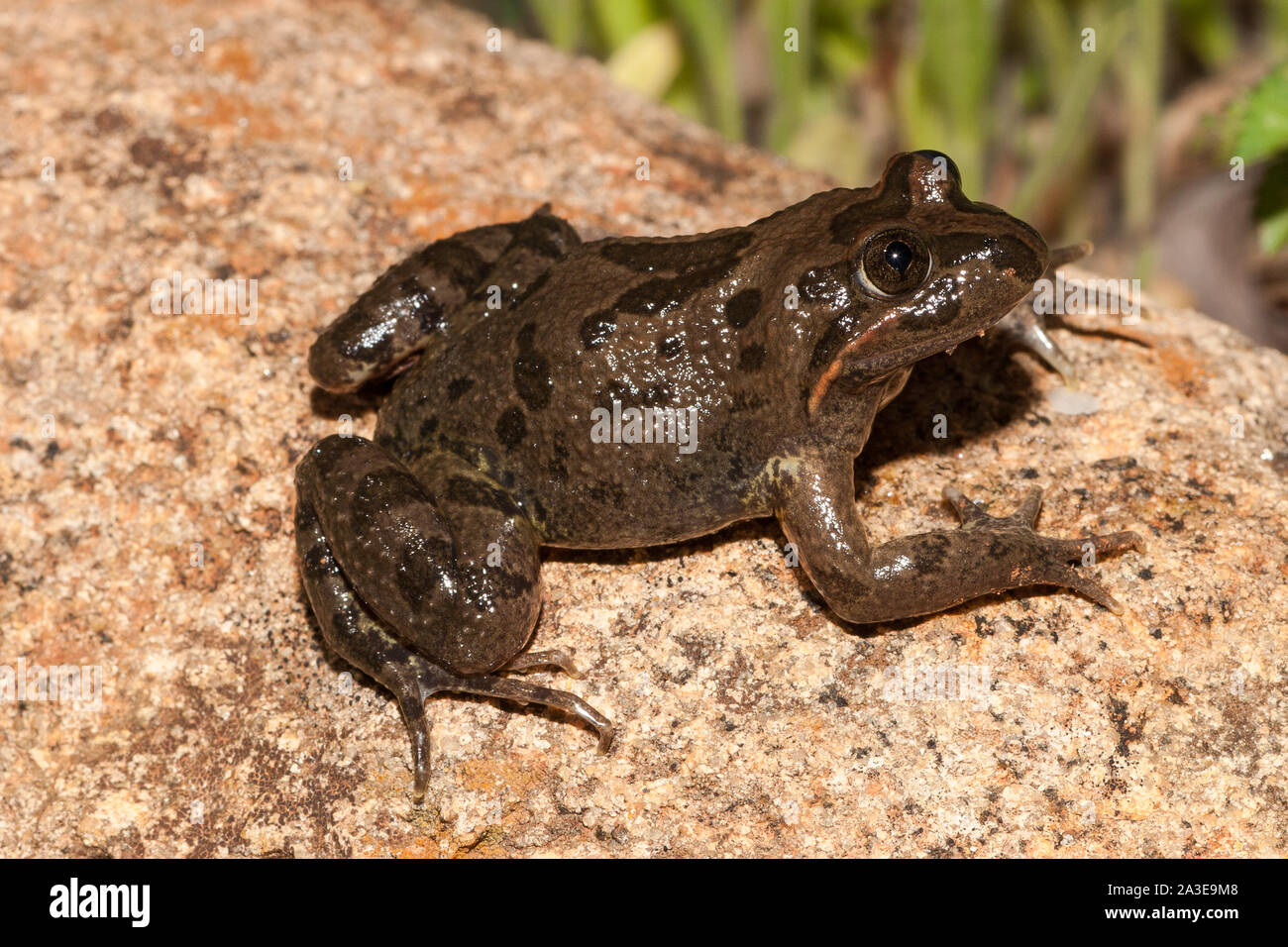 Long thumbed frog hi-res stock photography and images - Alamy