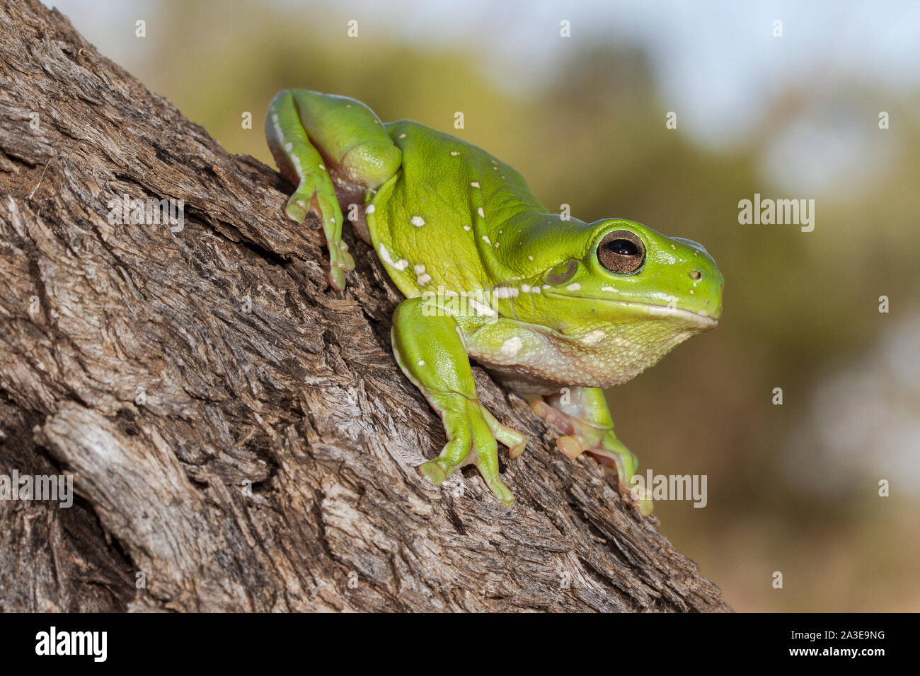 Australian Green Tree Frog Stock Photo - Alamy
