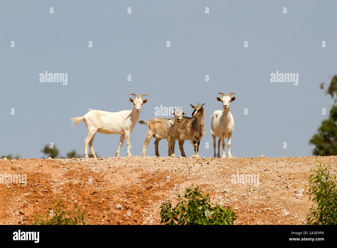 Australian Feral Goats Stock Photo - Alamy