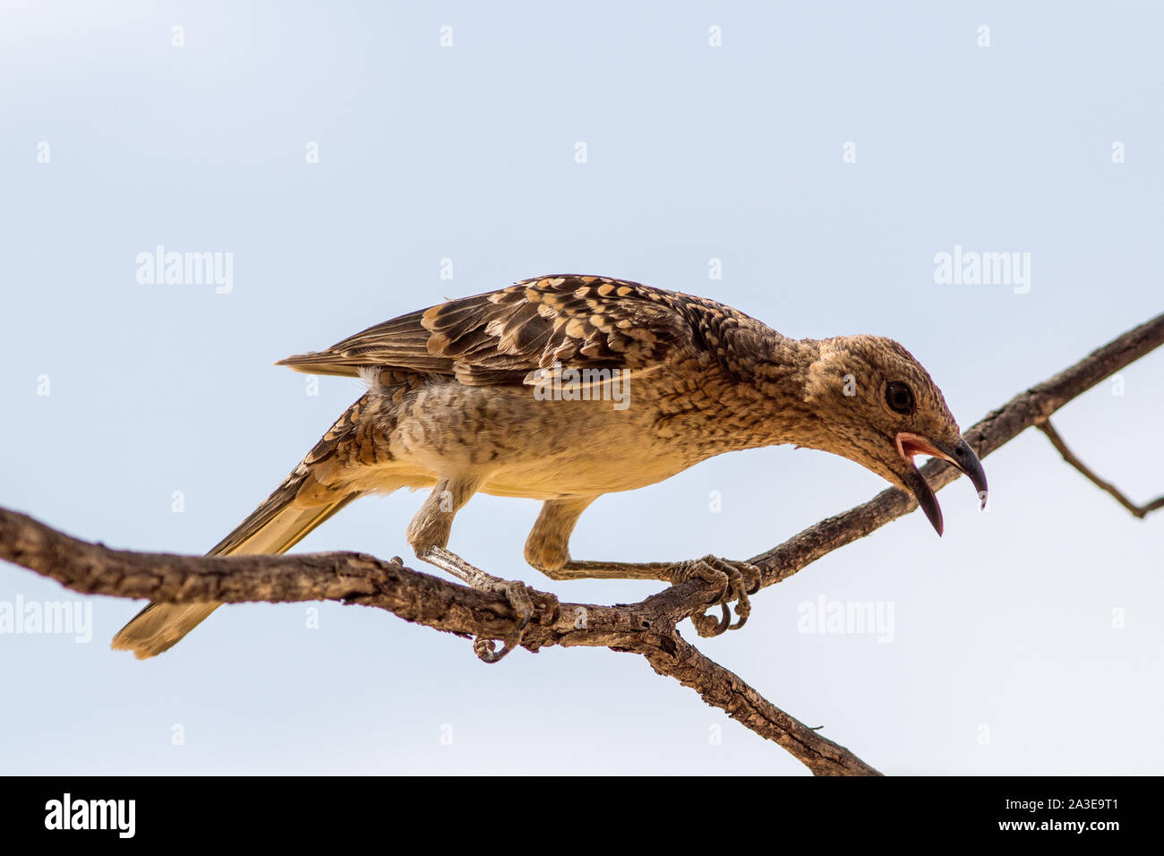 Spotted Bower Bird Stock Photo - Alamy