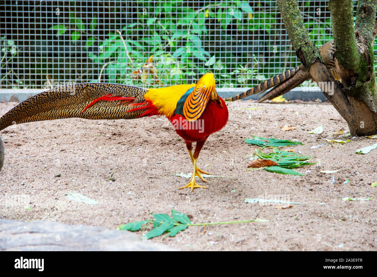 View of a beautifully colored golden pheasant, latin Chrysolophus ...