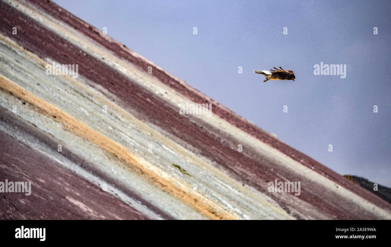 Juvenile Mountain Caracara birds on Vinicunca 'Rainbow Mountain'. Cusco ...