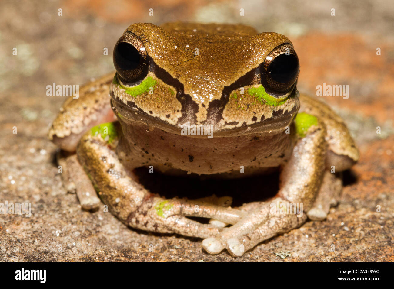 Blue mountains tree frog hi-res stock photography and images - Alamy