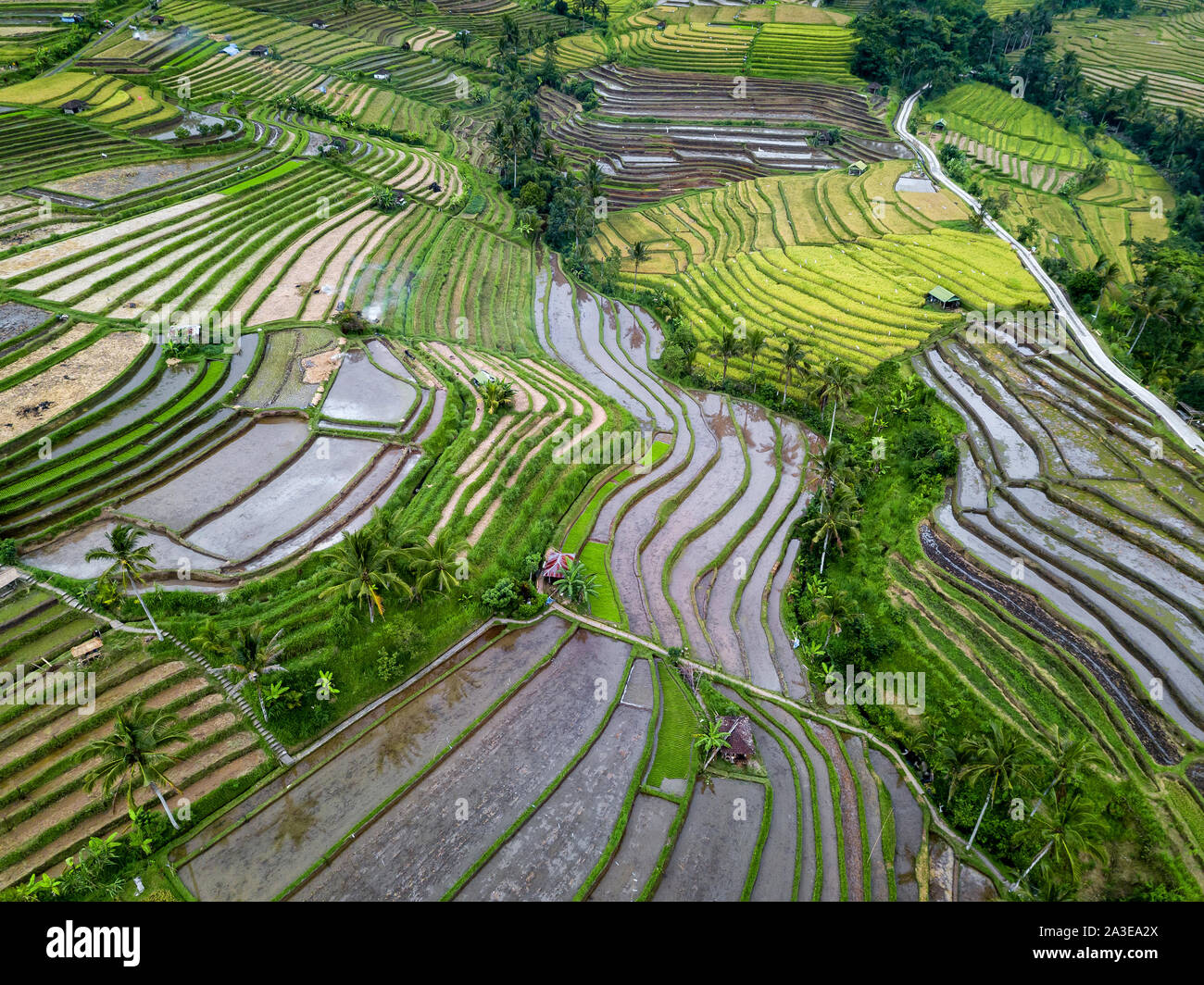 Aerial View Of Rice Terraces In Bali, Indonesia Stock Photo - Alamy