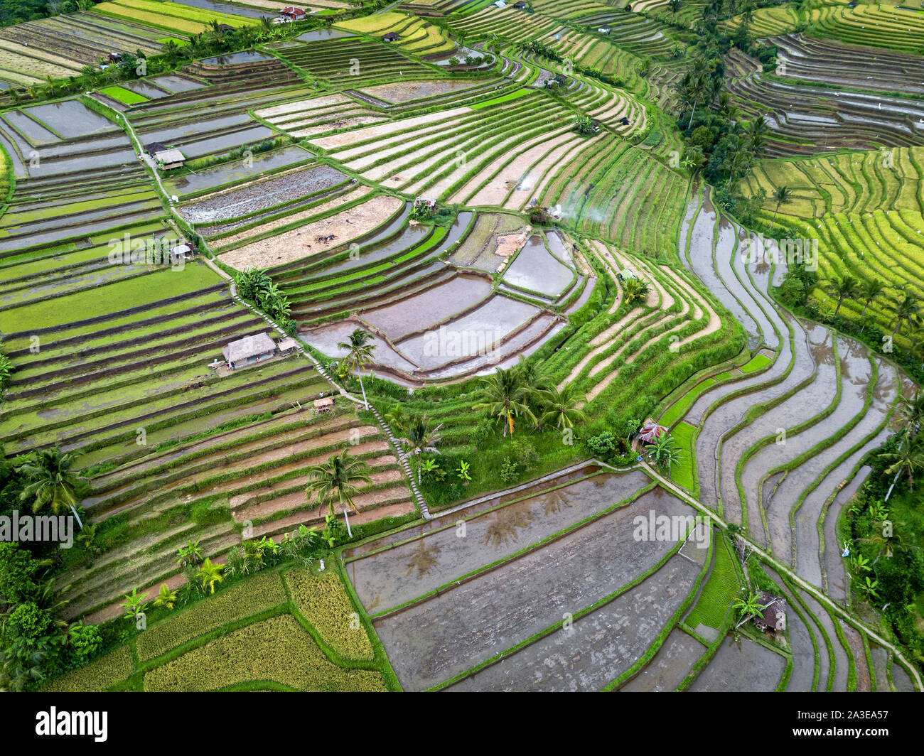 Jatiluwih rice terraces drone bali hi-res stock photography and images ...