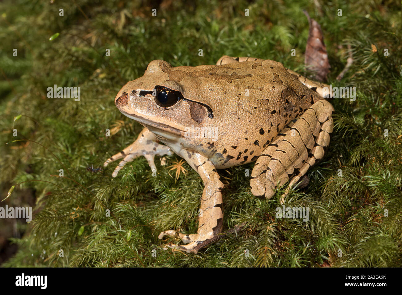 Great Barred Frog Stock Photo - Alamy