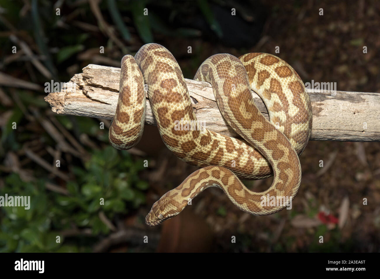 Stimsons python antaresia stimsoni hi-res stock photography and images ...