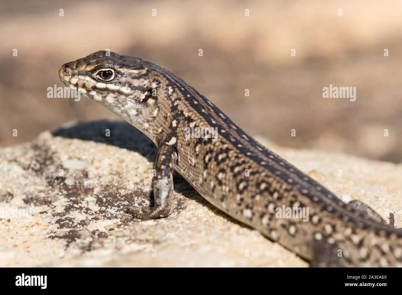 Australian White's Skink Stock Photo - Alamy