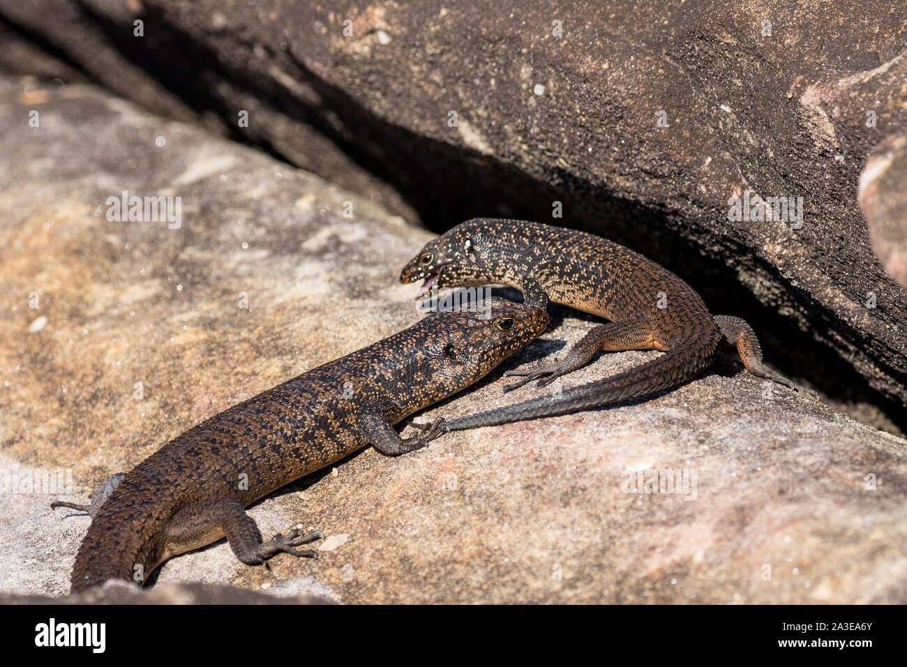 Cunninghams skink hi-res stock photography and images - Alamy