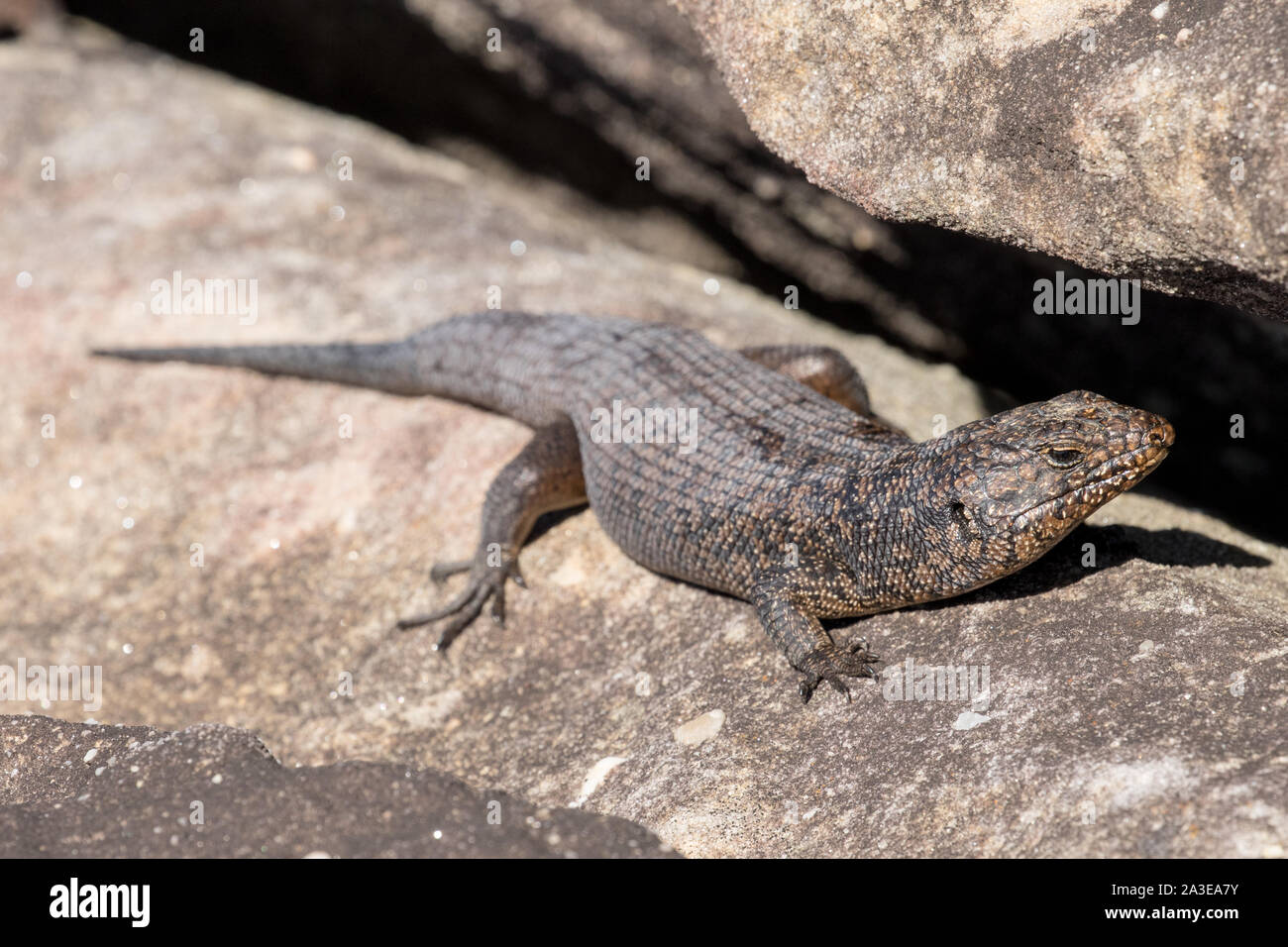 Australian Cunningham's Skink Stock Photo - Alamy