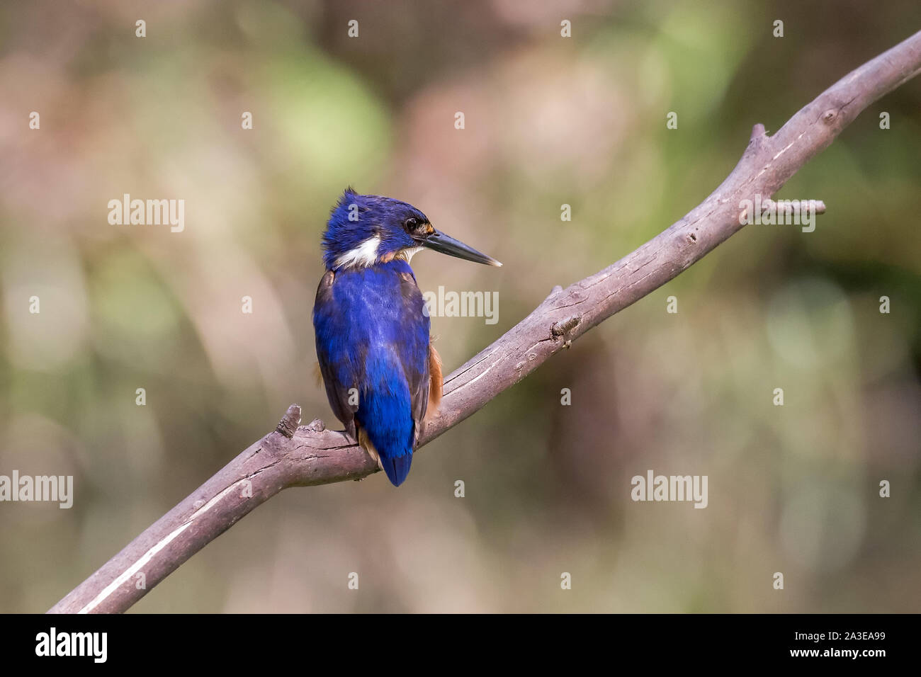 Alcedo azurea hi-res stock photography and images - Alamy