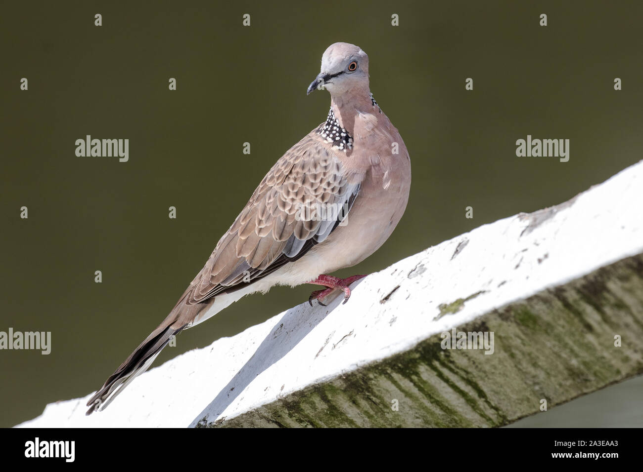 Spotted dove streptopelia chinensis bird hi-res stock photography and ...