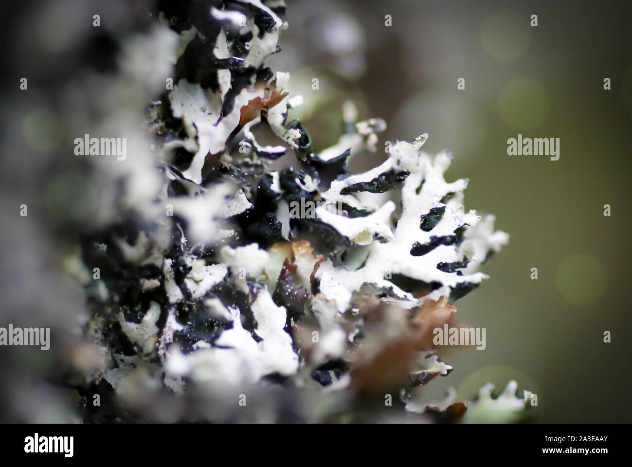 Lichen macro - Focus stacked image of lichen growing on a tree in ...