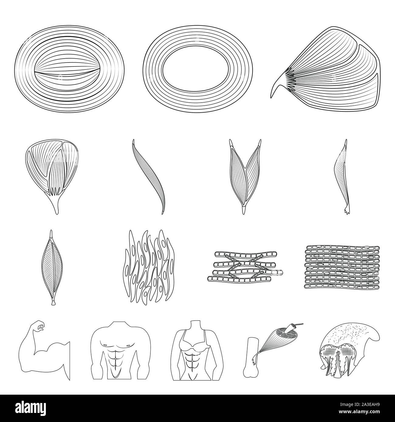 Vector design of fiber and muscular sign. Set of fiber and body vector ...