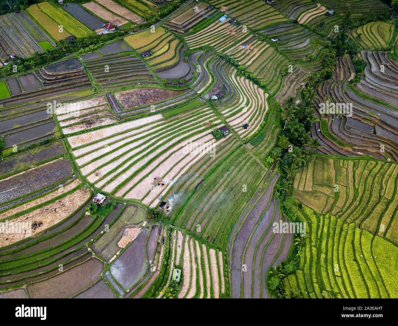 Aerial View Of Rice Terraces In Bali, Indonesia Stock Photo - Alamy