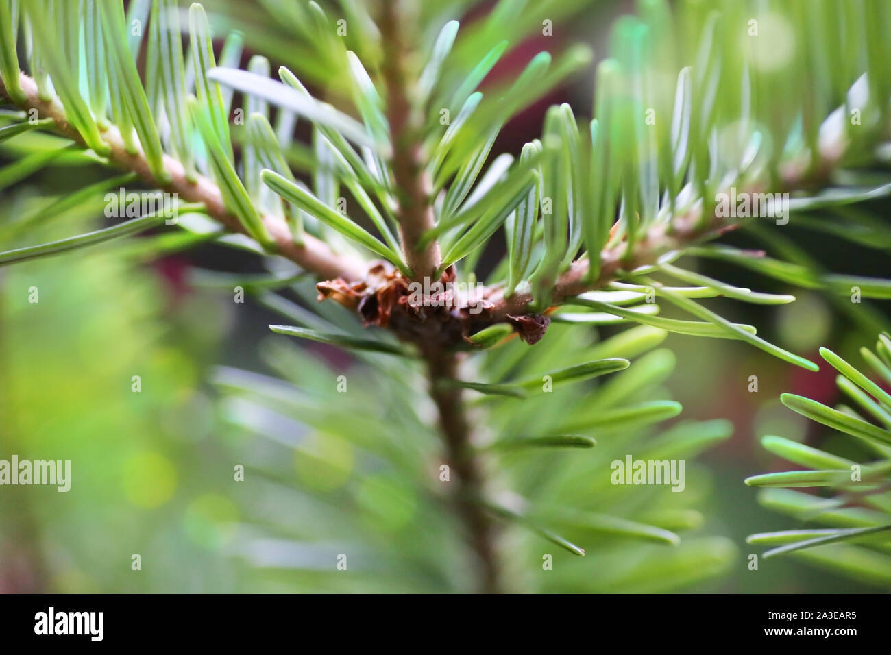 Spruce tree background with subtle lights behind the branch Stock Photo ...