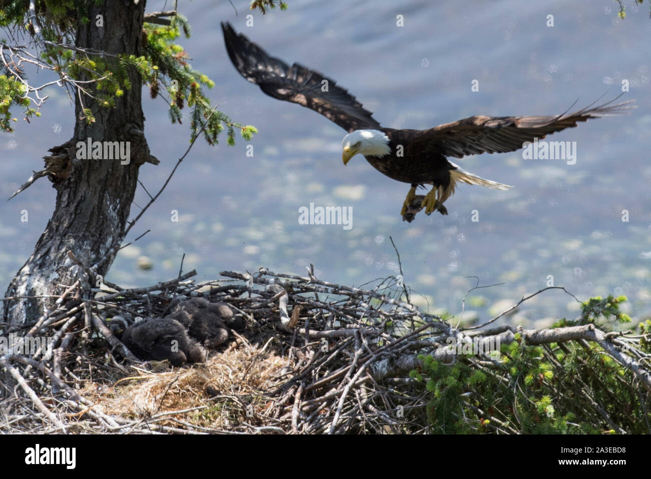 Bald eagle approaching the nest hi-res stock photography and images - Alamy