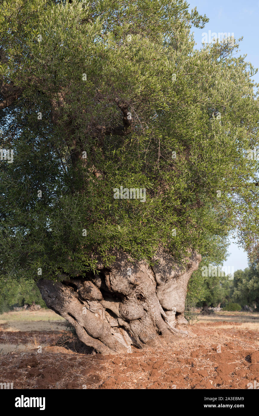 An ancient Olive tree near Ostuni in Puglia, Italy Stock Photo - Alamy