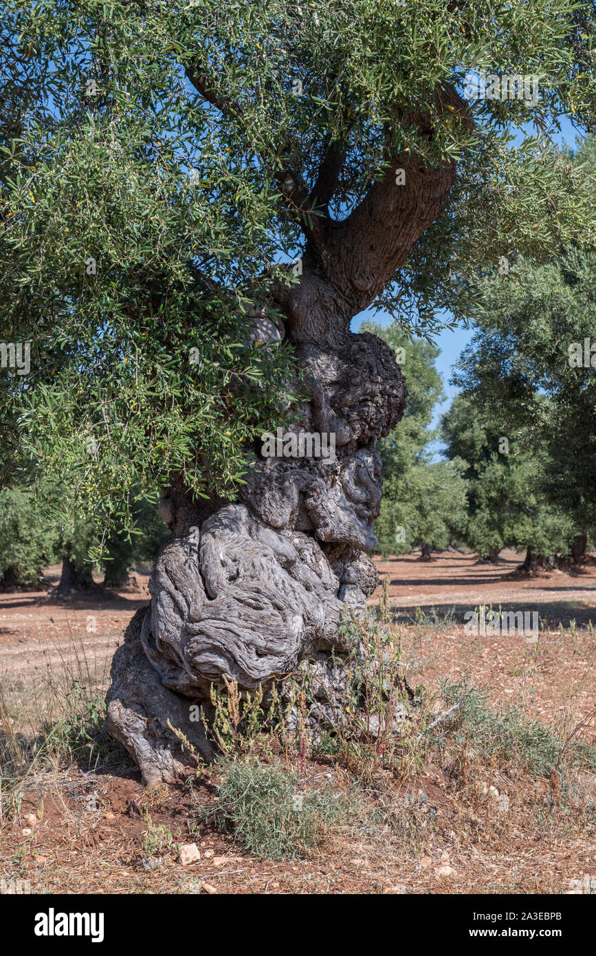 An ancient Olive tree near Ostuni in Puglia, Italy Stock Photo - Alamy
