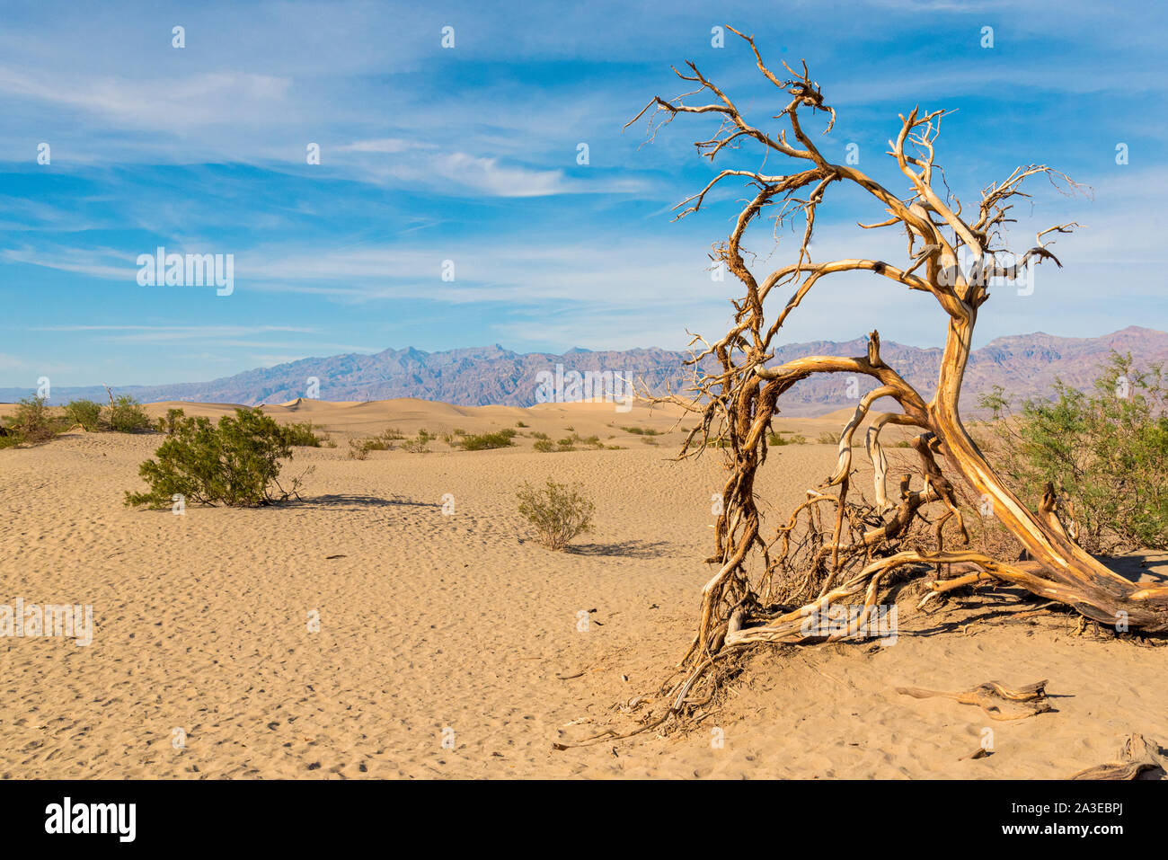 Dead mesquite tree hi-res stock photography and images - Alamy