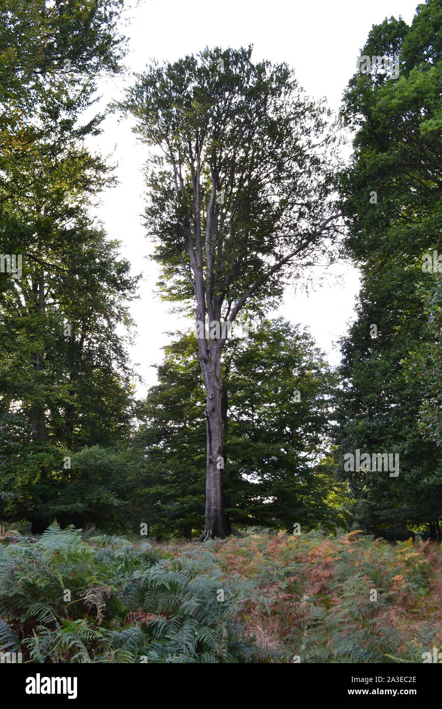 A huge beech tree in Knole Park, Kent. Many trees were destroyed by the ...