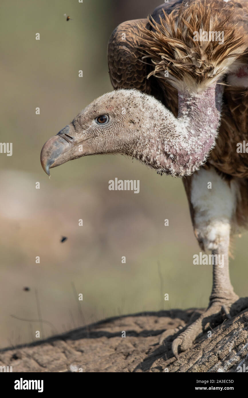 Vulture death vultures africa hi-res stock photography and images - Alamy