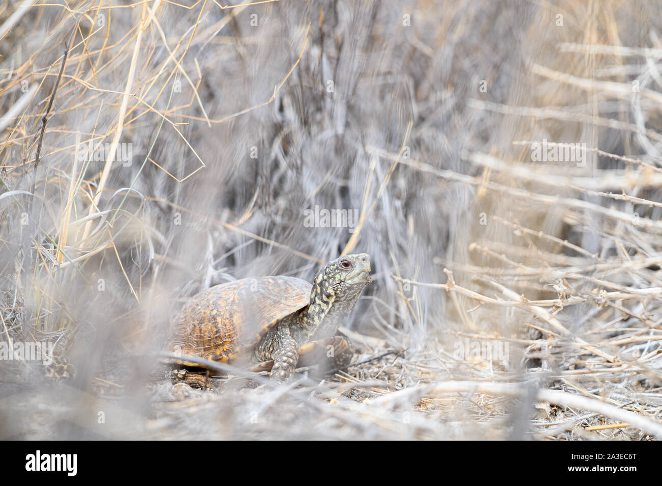 Female Desert Box Turtle, (Terrapene ornata luteola), Bosque del Apache ...