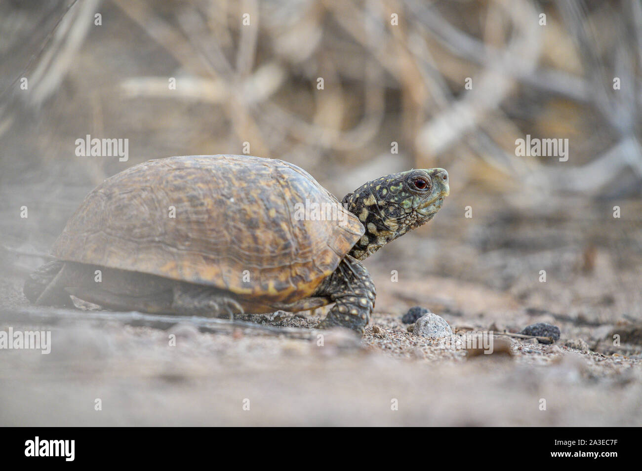 Desert box turtles hi-res stock photography and images - Alamy