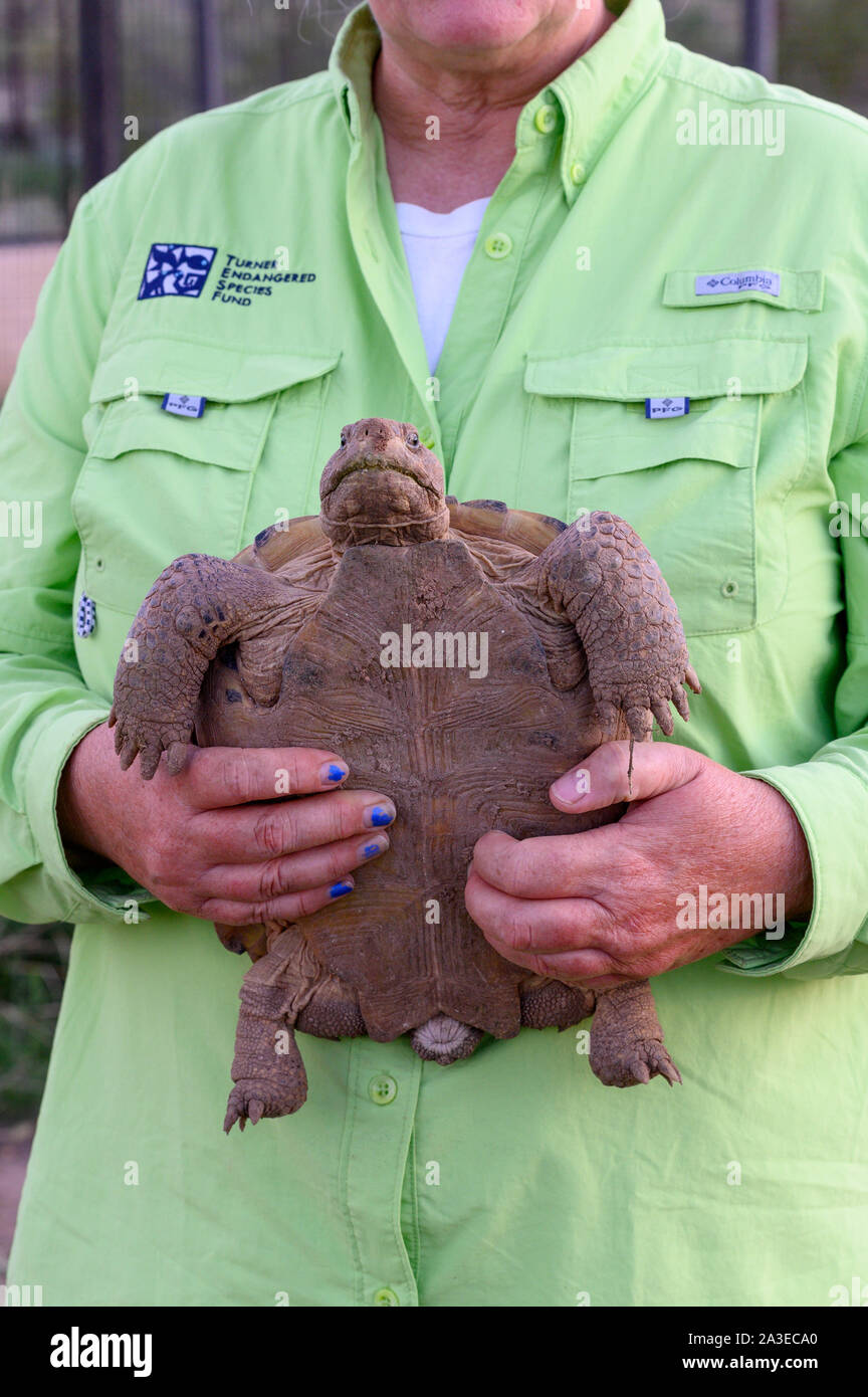 Bolson Tortoise, (Gopherus flavomarginatus), Turner Endangered Species ...