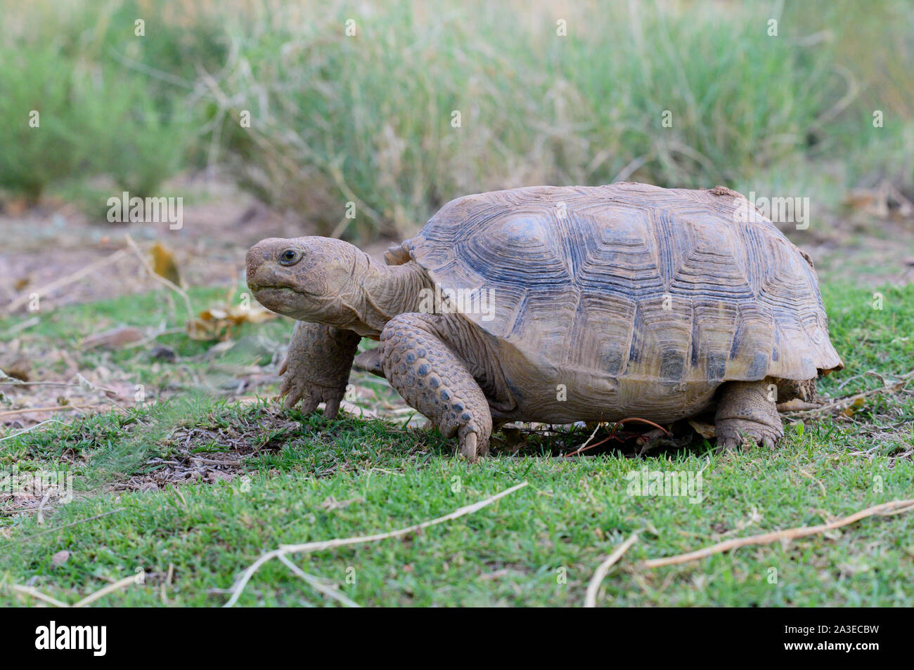 Gopherus flavomarginatus hi-res stock photography and images - Alamy