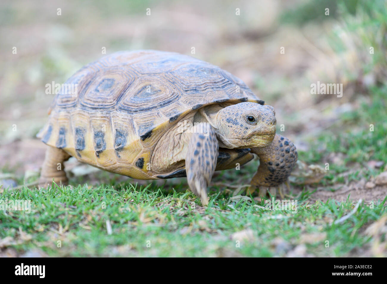 Tortoise ranch hi-res stock photography and images - Alamy