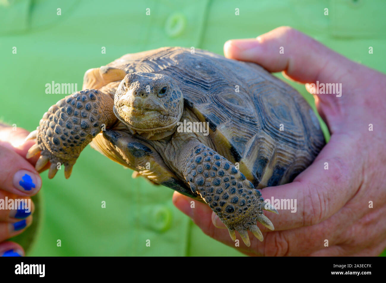 Bolson Tortoise, (Gopherus flavomarginatus), Turner Endangered Species ...