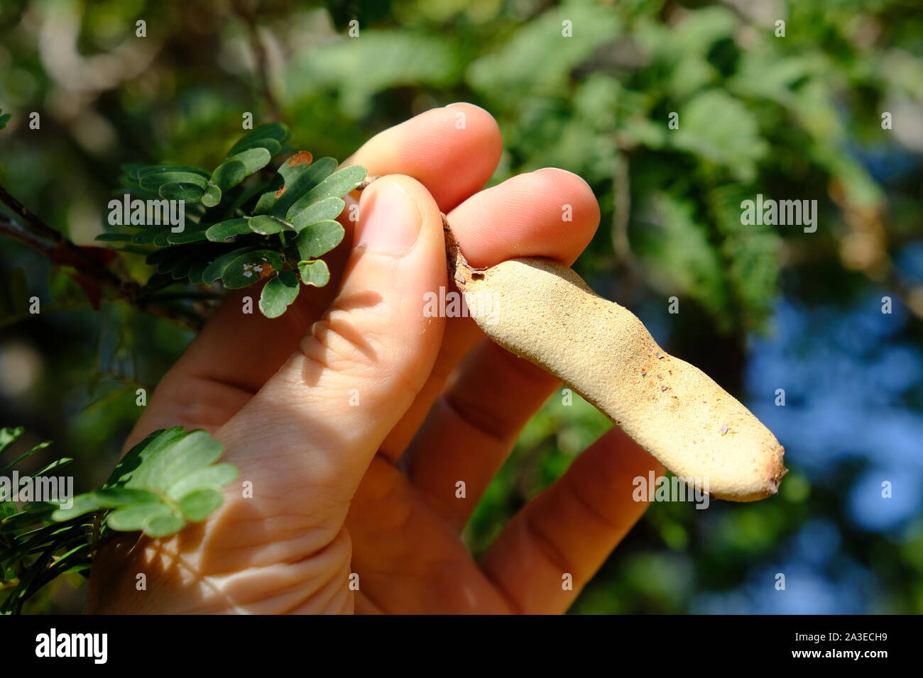 Tamarind tree hi-res stock photography and images - Alamy