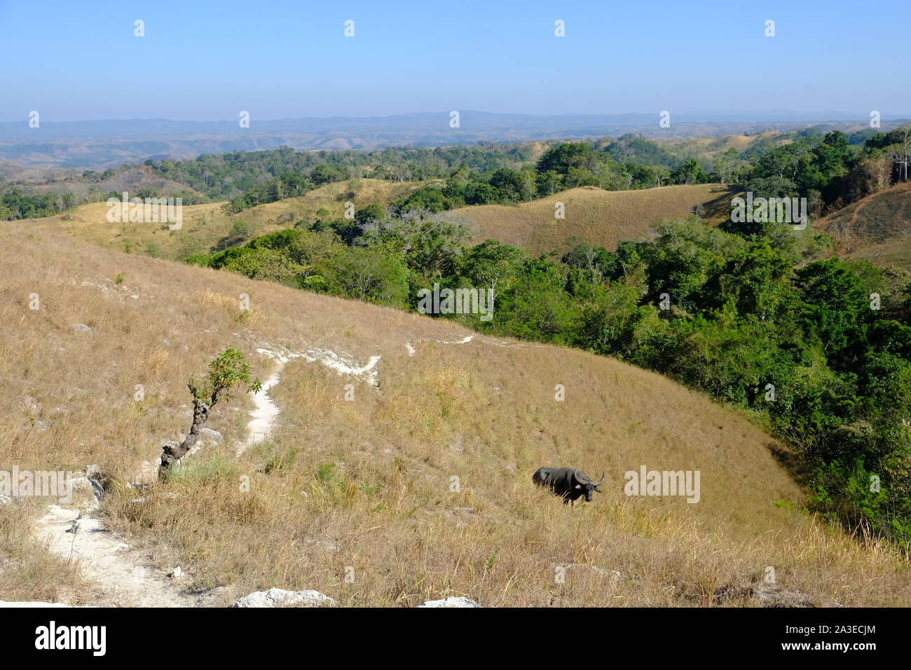 Indonesia Sumba Island landscape view with hills, water buffalo and ...