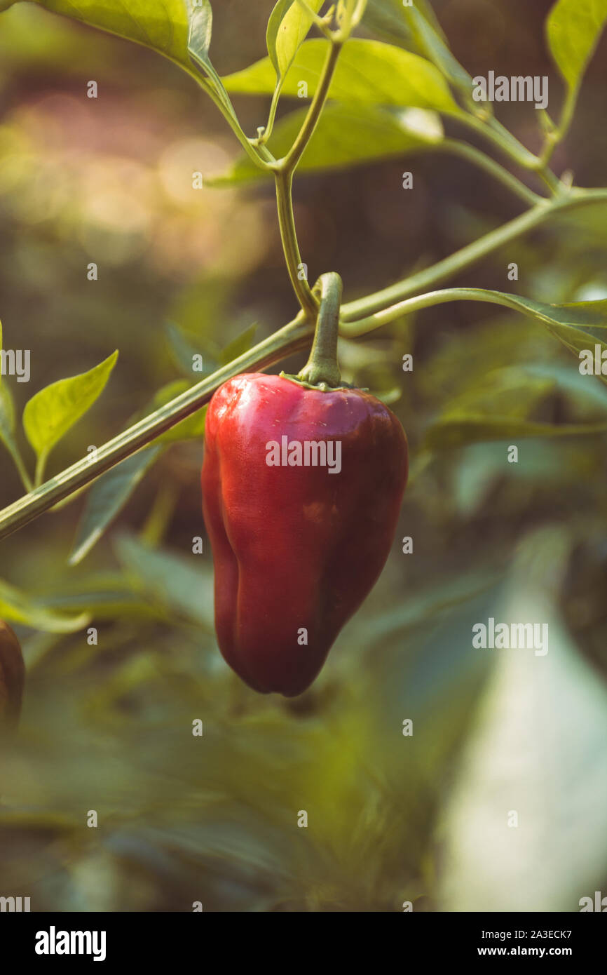 A ripe red pepper is ready to be harvested to enjoy in a fresh, organic ...