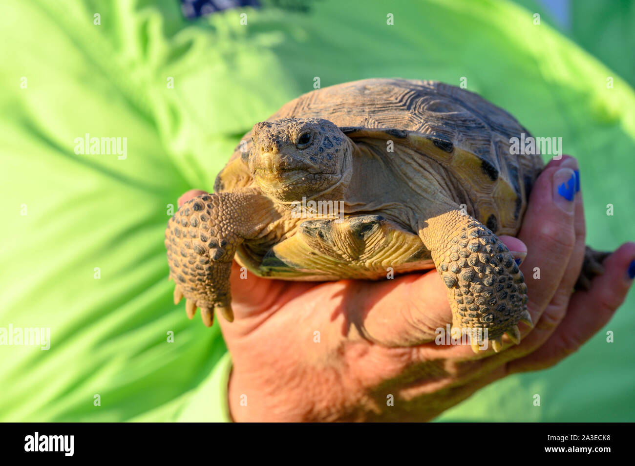 Bolson Tortoise, (Gopherus flavomarginatus), Turner Endangered Species ...