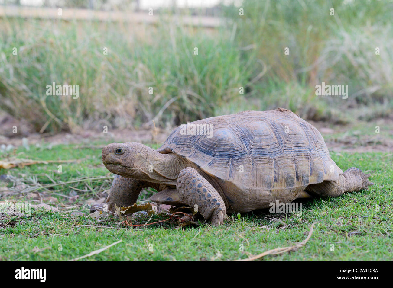 Bolson Tortoise, (Gopherus flavomarginatus), Turner Endangered Species ...