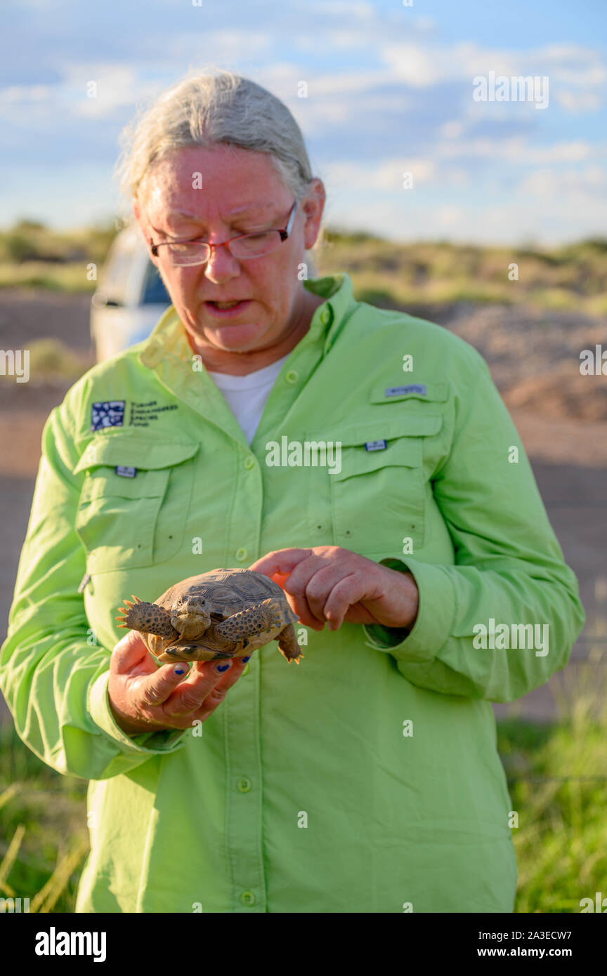 Bolson Tortoise, (Gopherus flavomarginatus), Turner Endangered Species ...