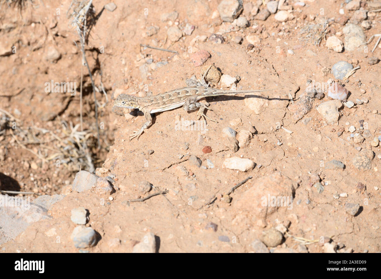 Earless lizards hi-res stock photography and images - Alamy