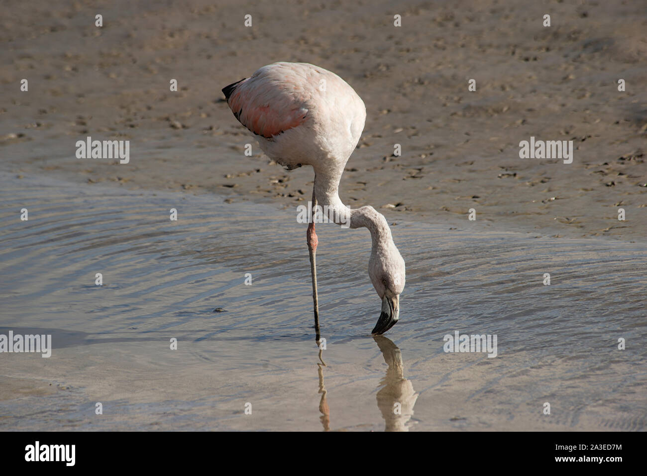 Austral flamingo fishing in the lagoon Stock Photo - Alamy