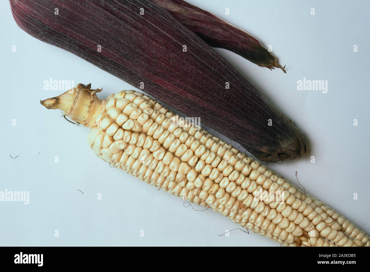 corn with plain background in light color and colored leaves Stock ...