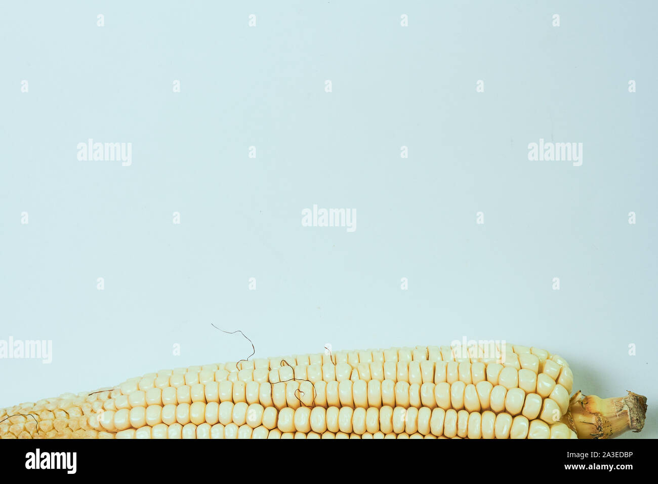 corn with plain background in light color and colored leaves Stock ...