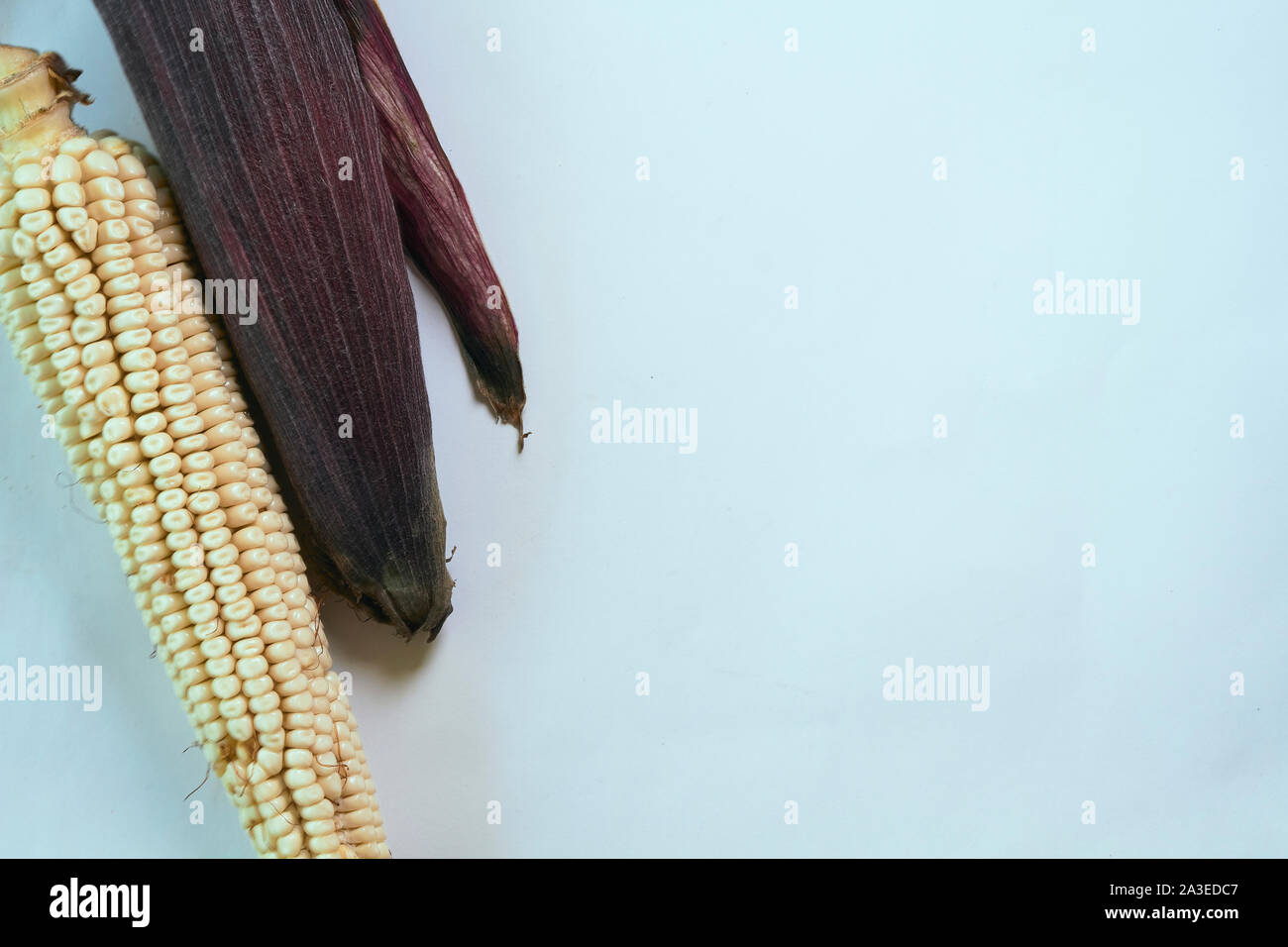 corn with plain background in light color and colored leaves Stock ...