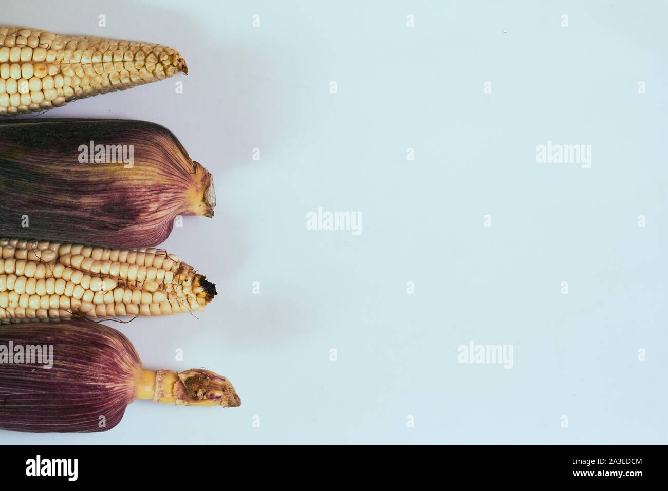 corn with plain background in light color and colored leaves Stock ...