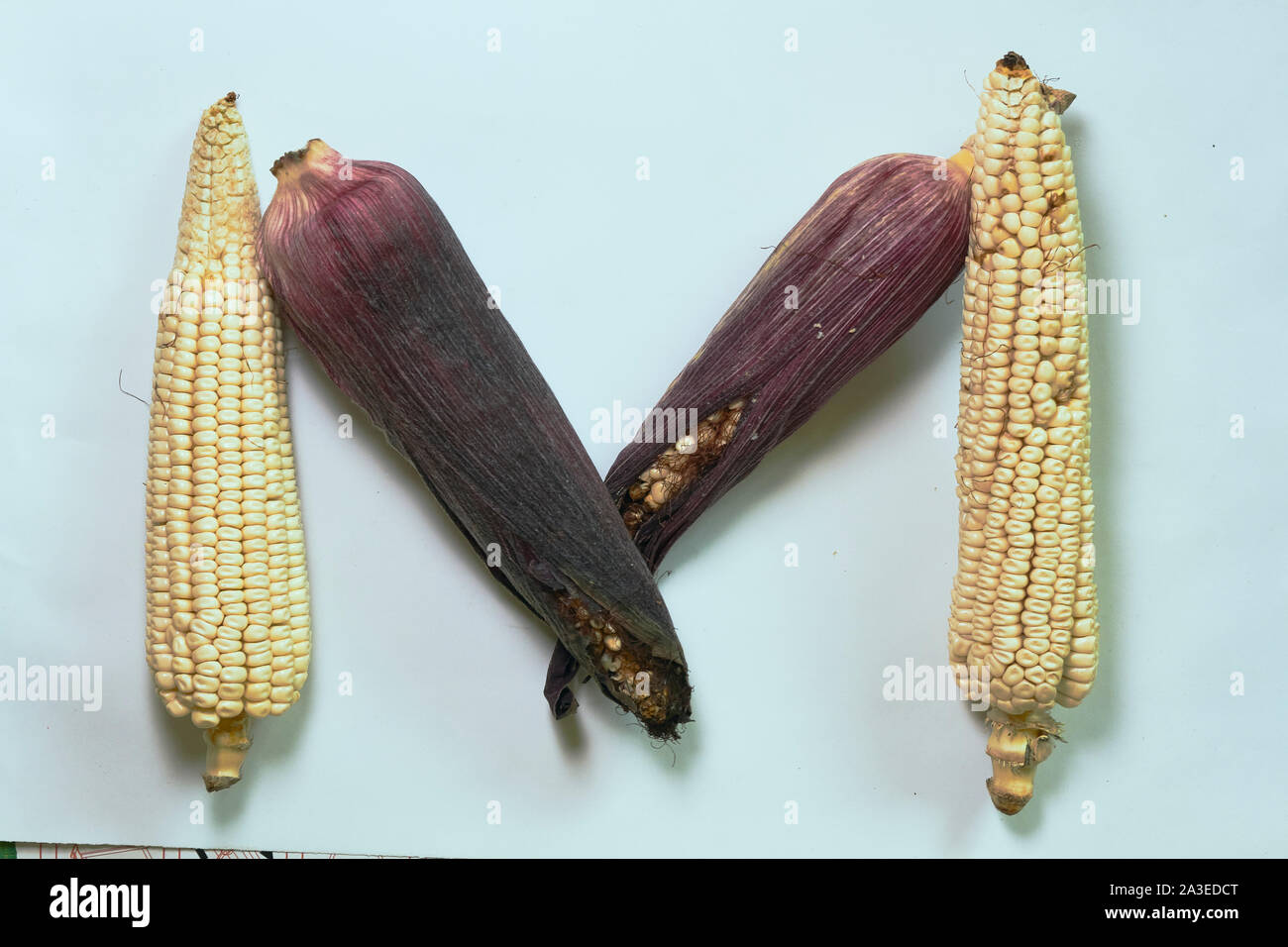 corn with plain background in light color and colored leaves Stock ...